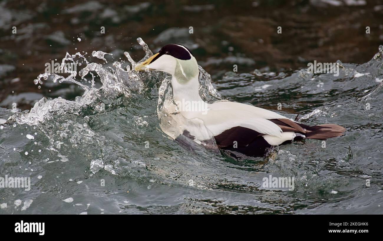 Common eider male hi-res stock photography and images - Alamy