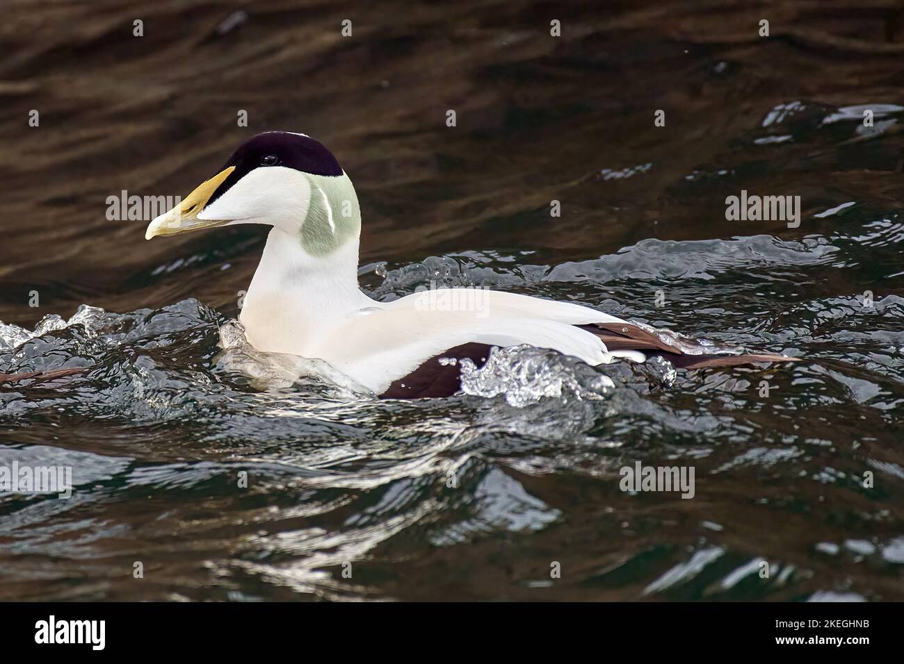 Common Eider (male Stock Photo - Alamy