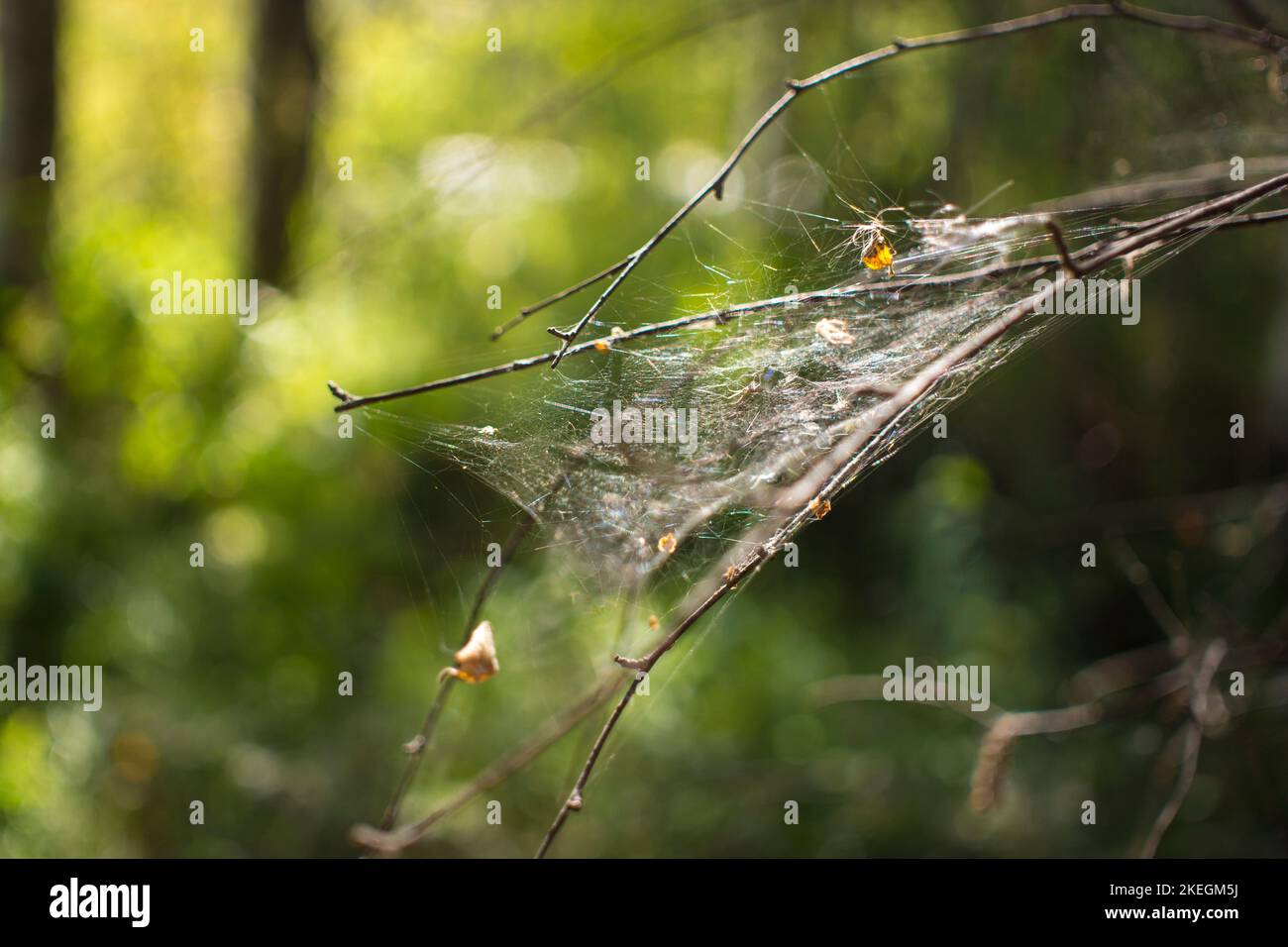 Cobweb on the bushes in the green forest Stock Photo - Alamy