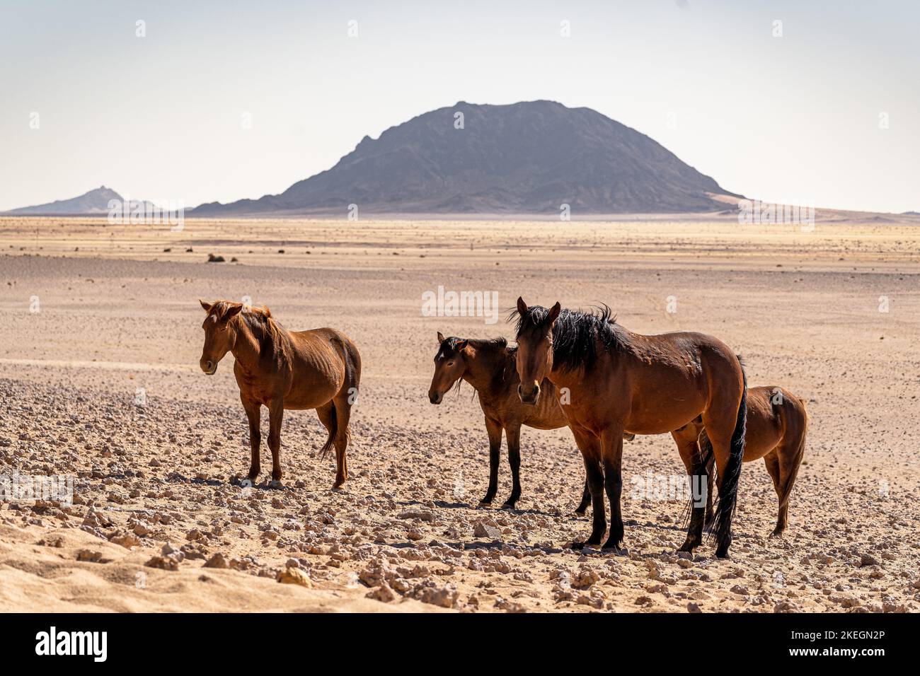 A group of feral horses in a desert in Luderitz Namibia with mountains ...