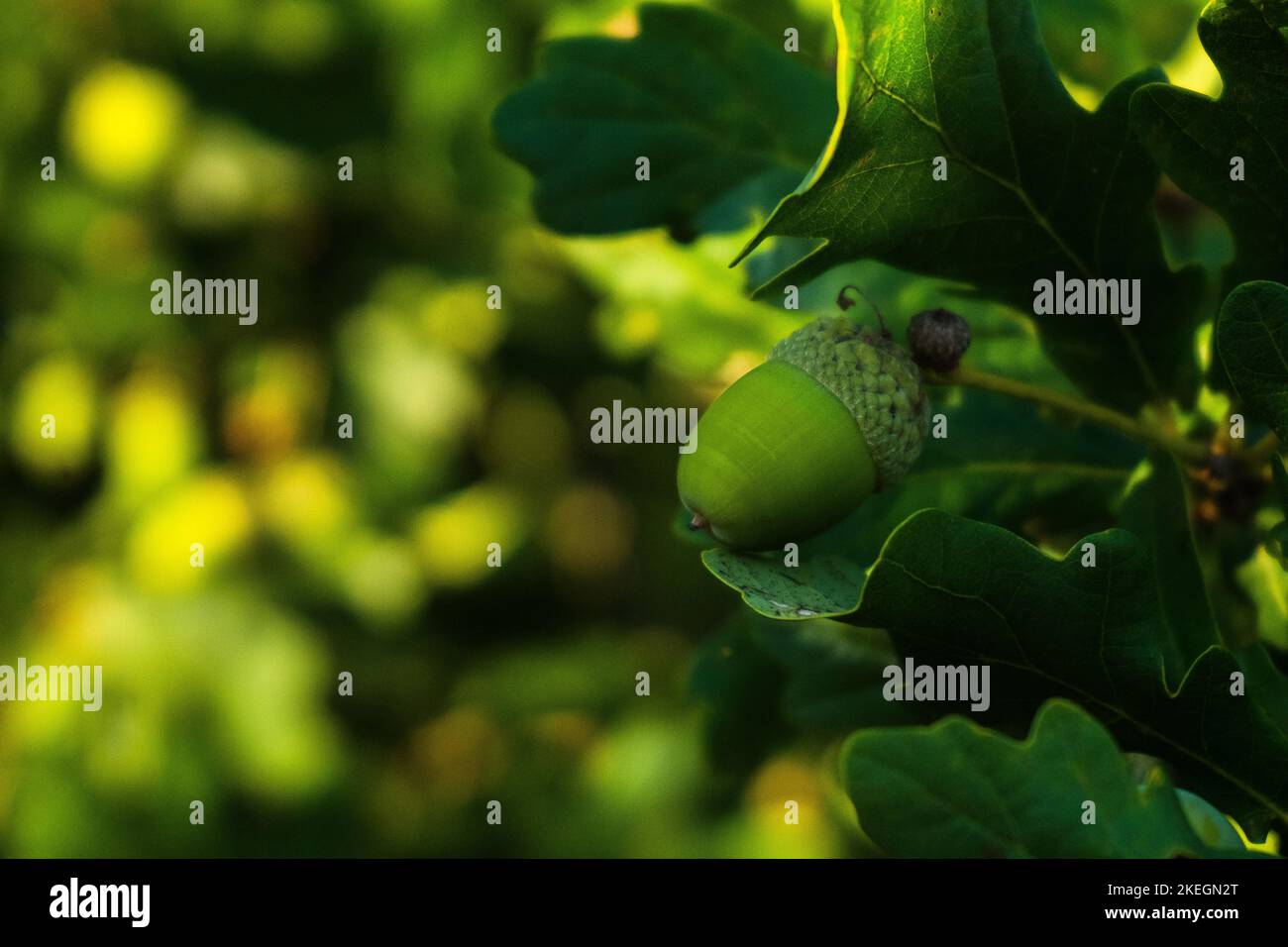 A closeup shot of a green acorn (oaknut) with green leaves on the ...