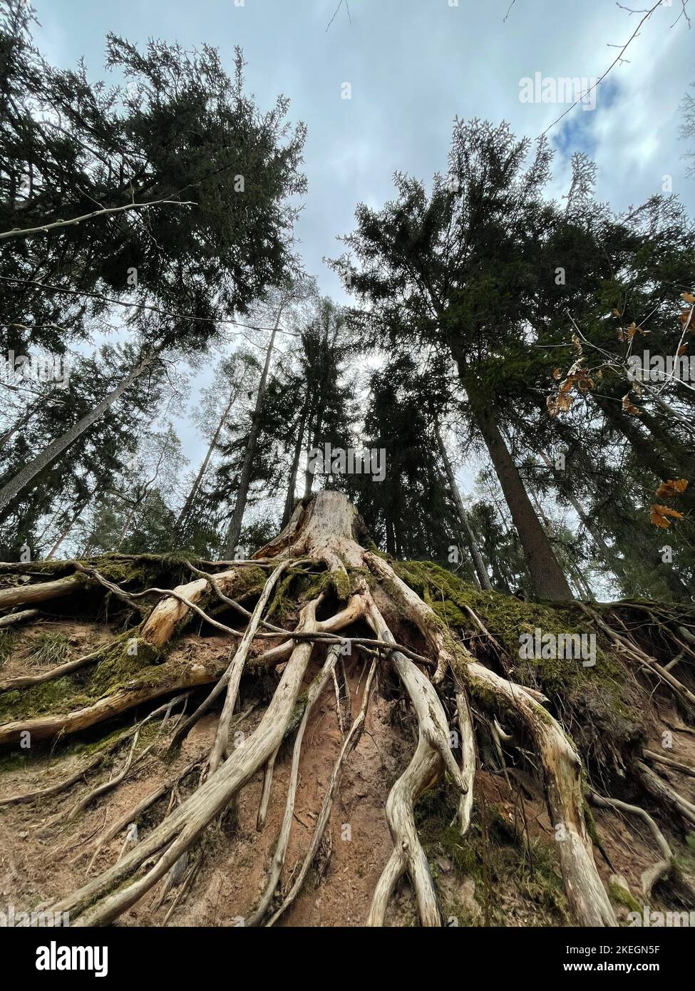 Rooty old tree hi-res stock photography and images - Alamy