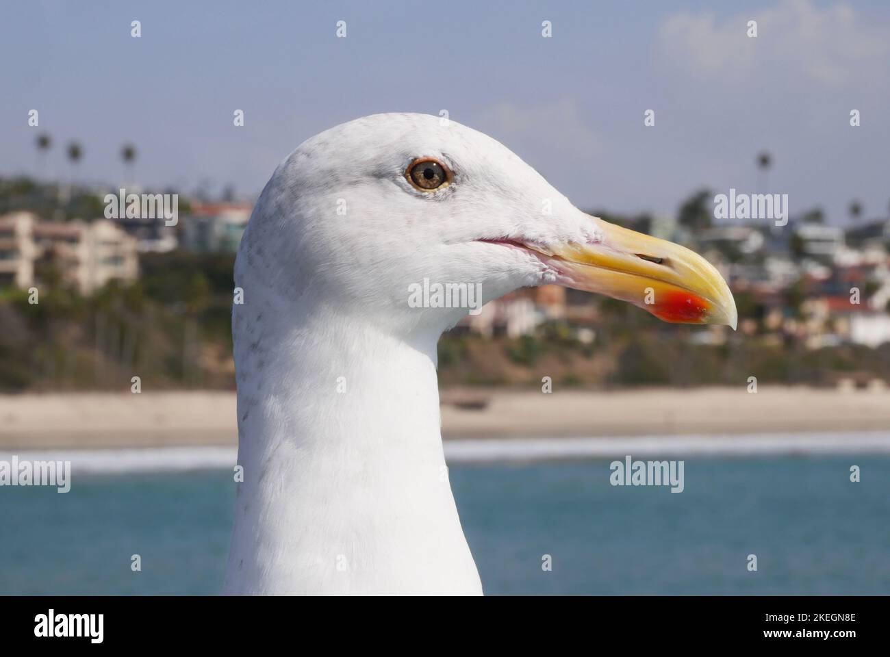 Seagull on pier in oceanside hi-res stock photography and images - Alamy