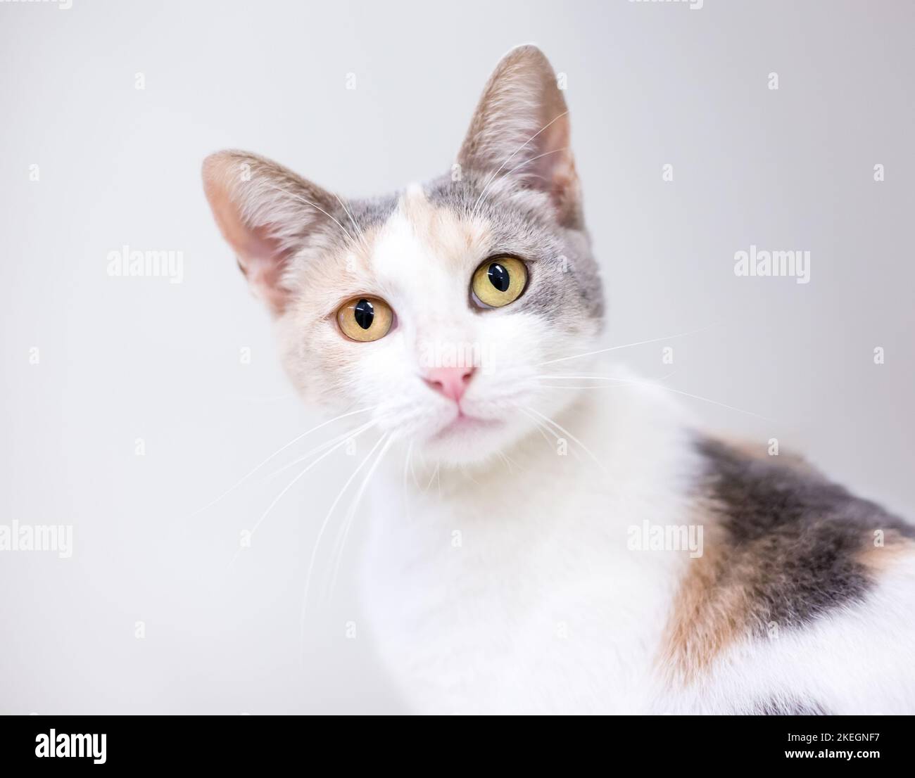 A Dilute Calico shorthair cat looking at the camera with a head tilt ...