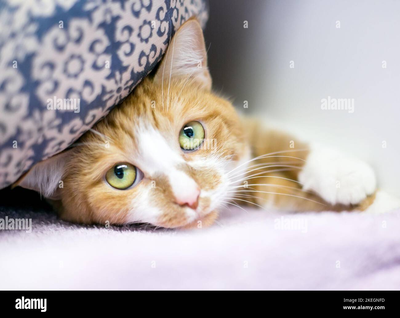 A shy orange tabby shorthair cat peeking out from under a blanket Stock ...