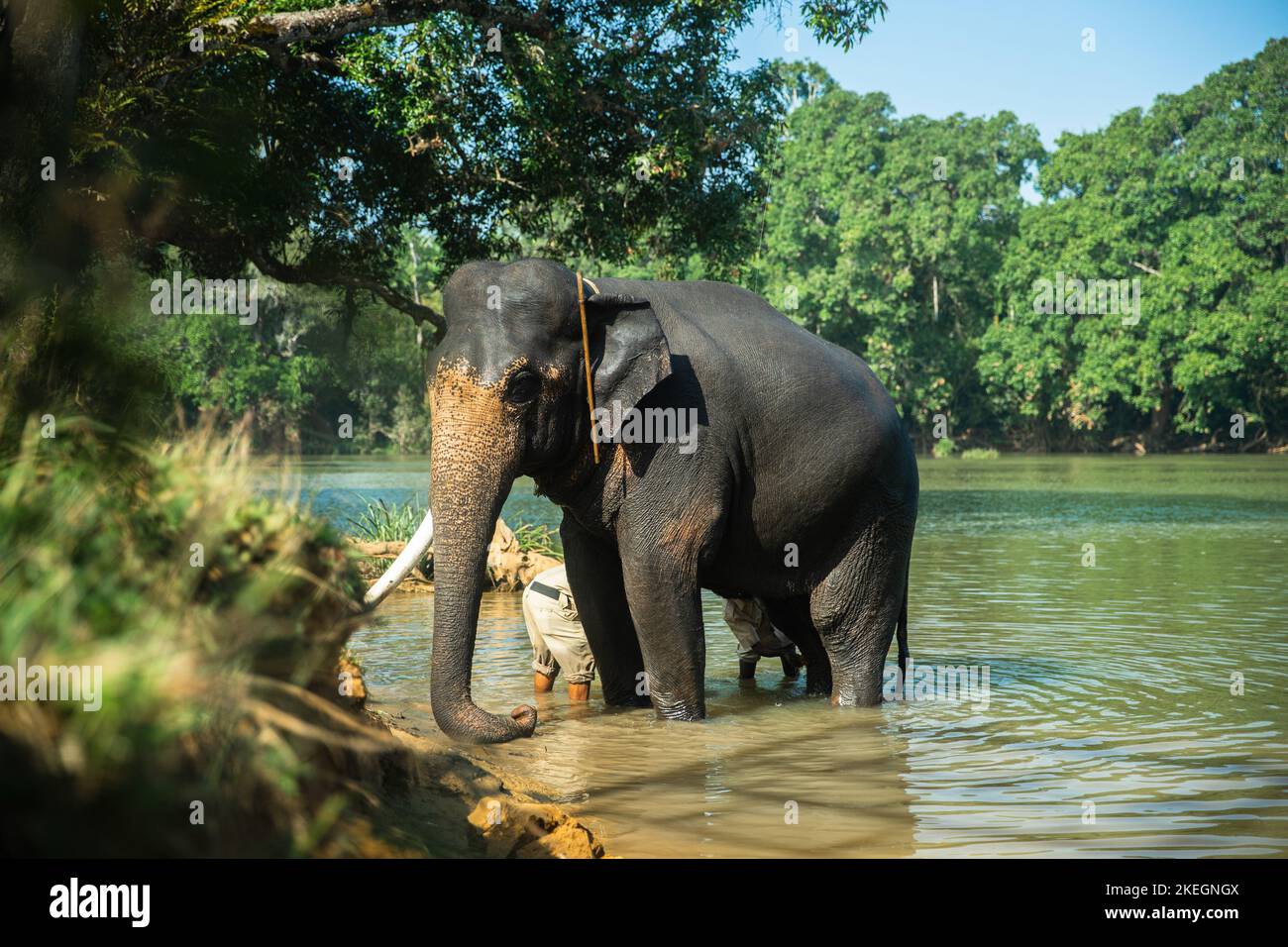 Kushalanagar india hi-res stock photography and images - Alamy