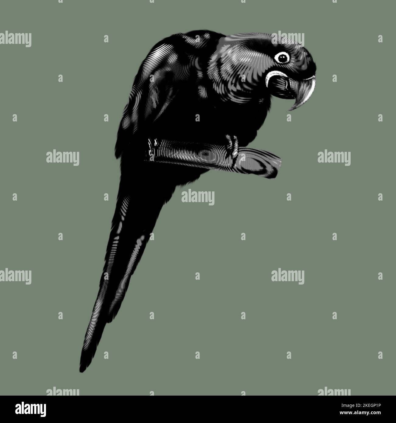 Hyacinth macaw. Blue macaw graphic illustration. Realistic bird Stock ...