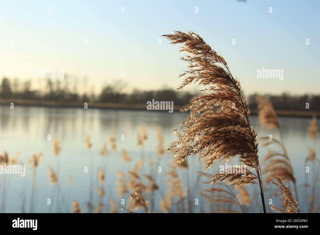 A closeup shot of common reed Stock Photo - Alamy