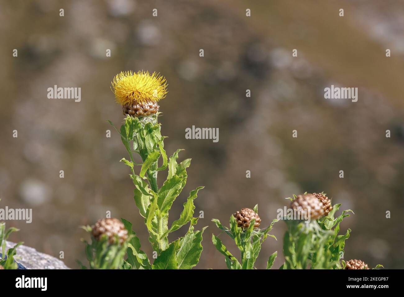 Beautiful Yellow Cornflower in the Italian Alps Stock Photo - Alamy