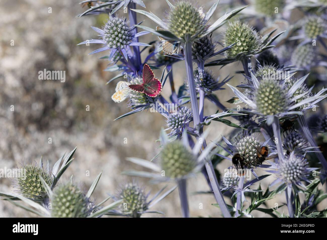 Beautiful Red Butterfly over Eryngium Alpinum Flowers, the alpine sea ...