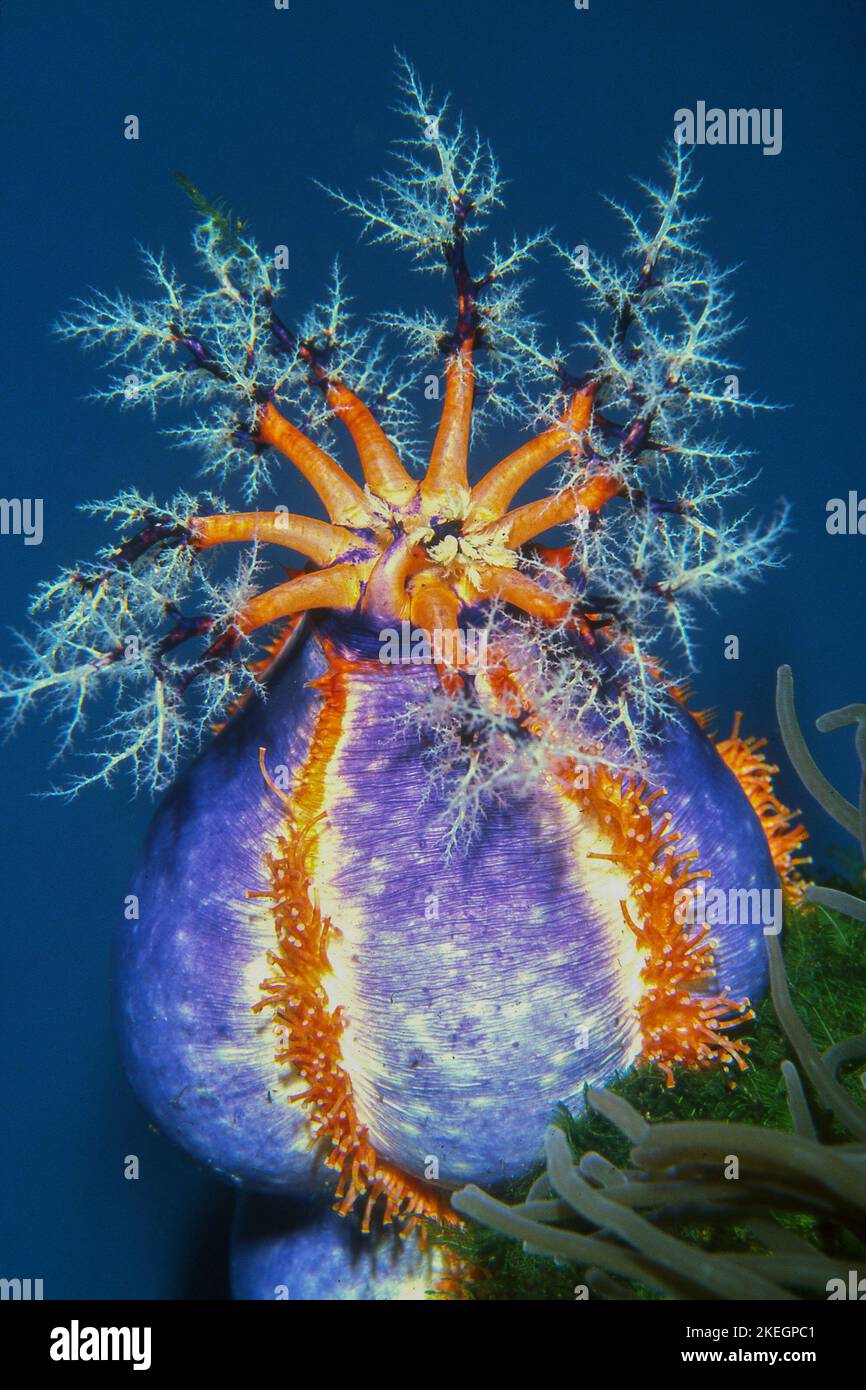 Blue & Red Sea Cucumber, South Pacific Stock Photo - Alamy