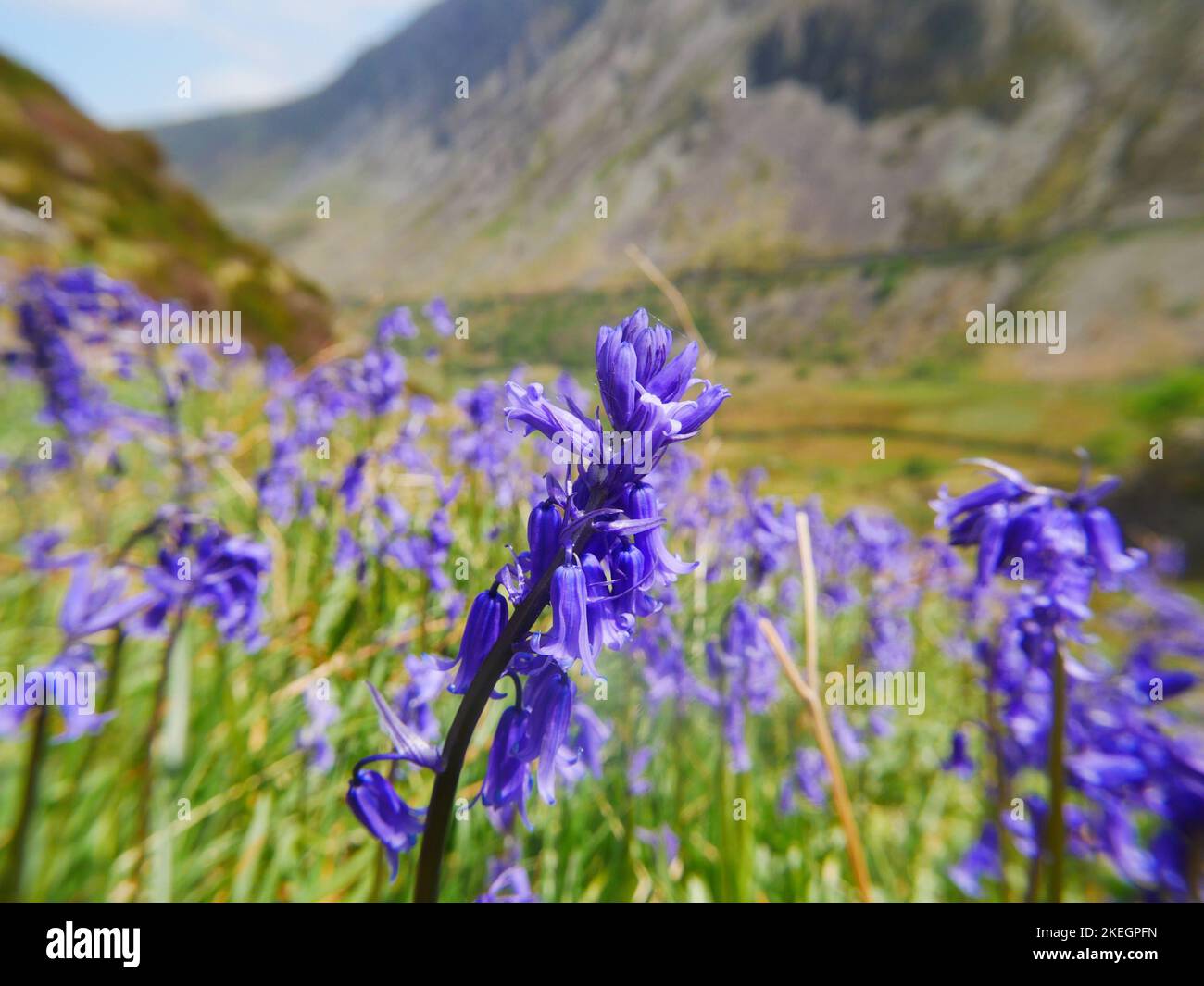 Photos of wildflowers found in the Welsh mountains of Snowdonia ...