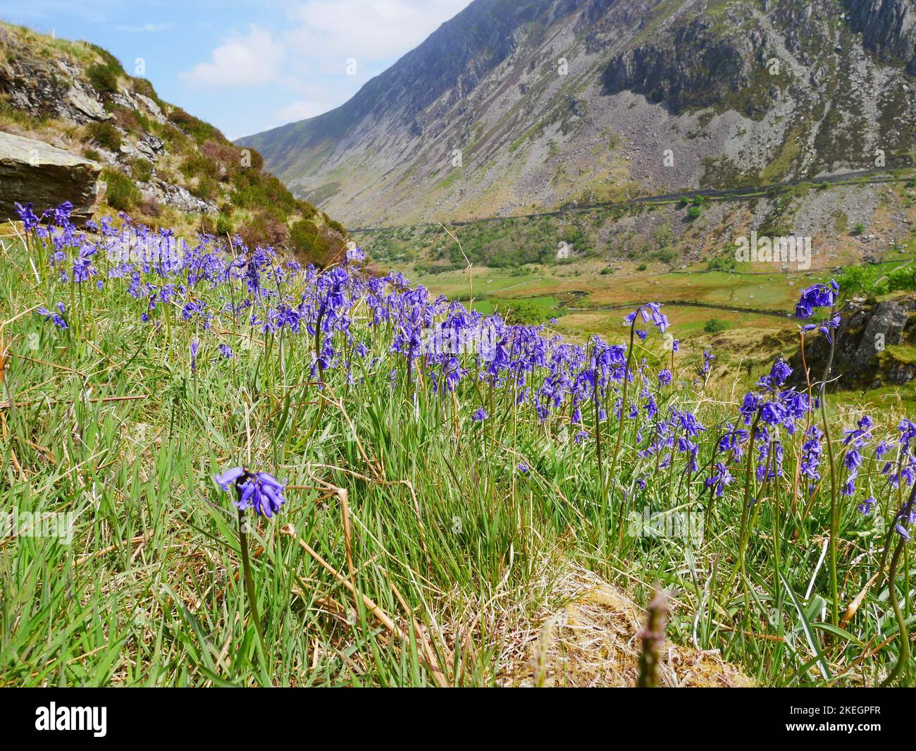 Photos of wildflowers found in the Welsh mountains of Snowdonia ...