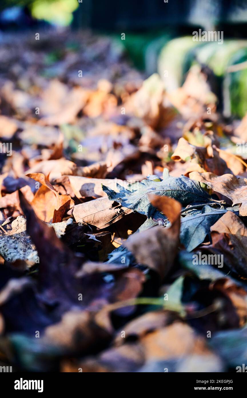 Brown leaves on ground with background and foreground blur Stock Photo ...