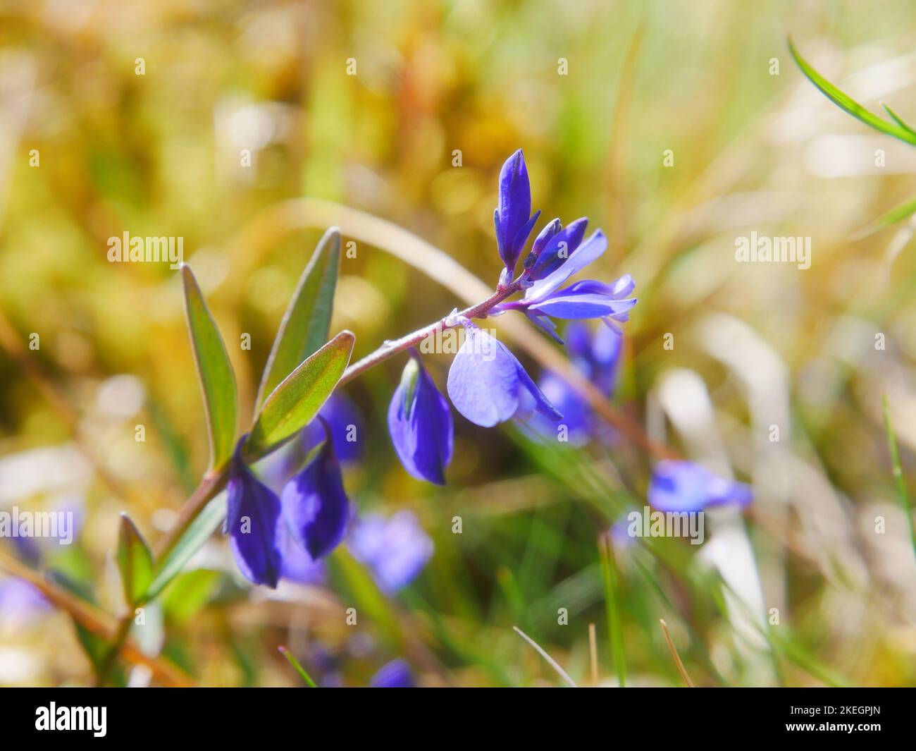 Photos of wildflowers found in the Welsh mountains of Snowdonia ...