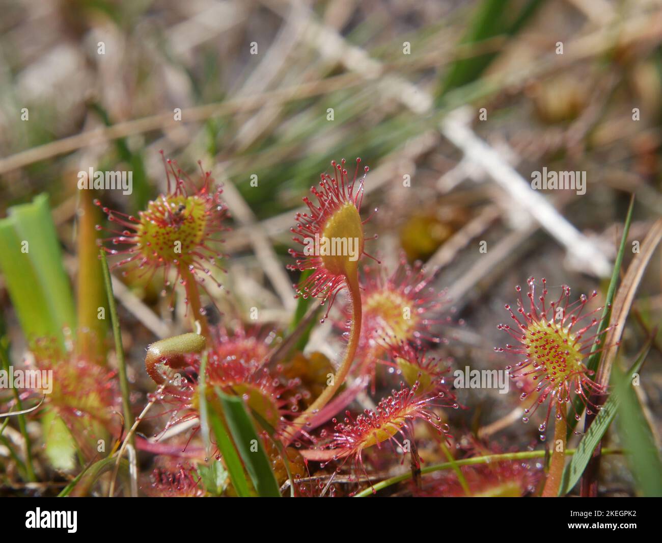 Photos of wildflowers found in the Welsh mountains of Snowdonia ...