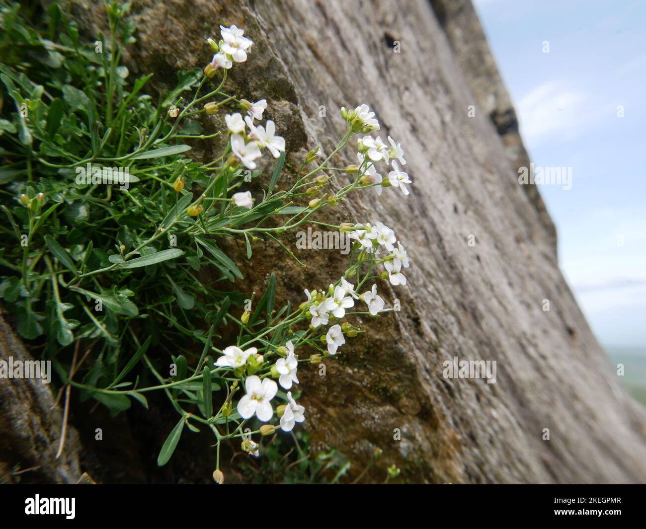 Photos of wildflowers found in the Welsh mountains of Snowdonia ...