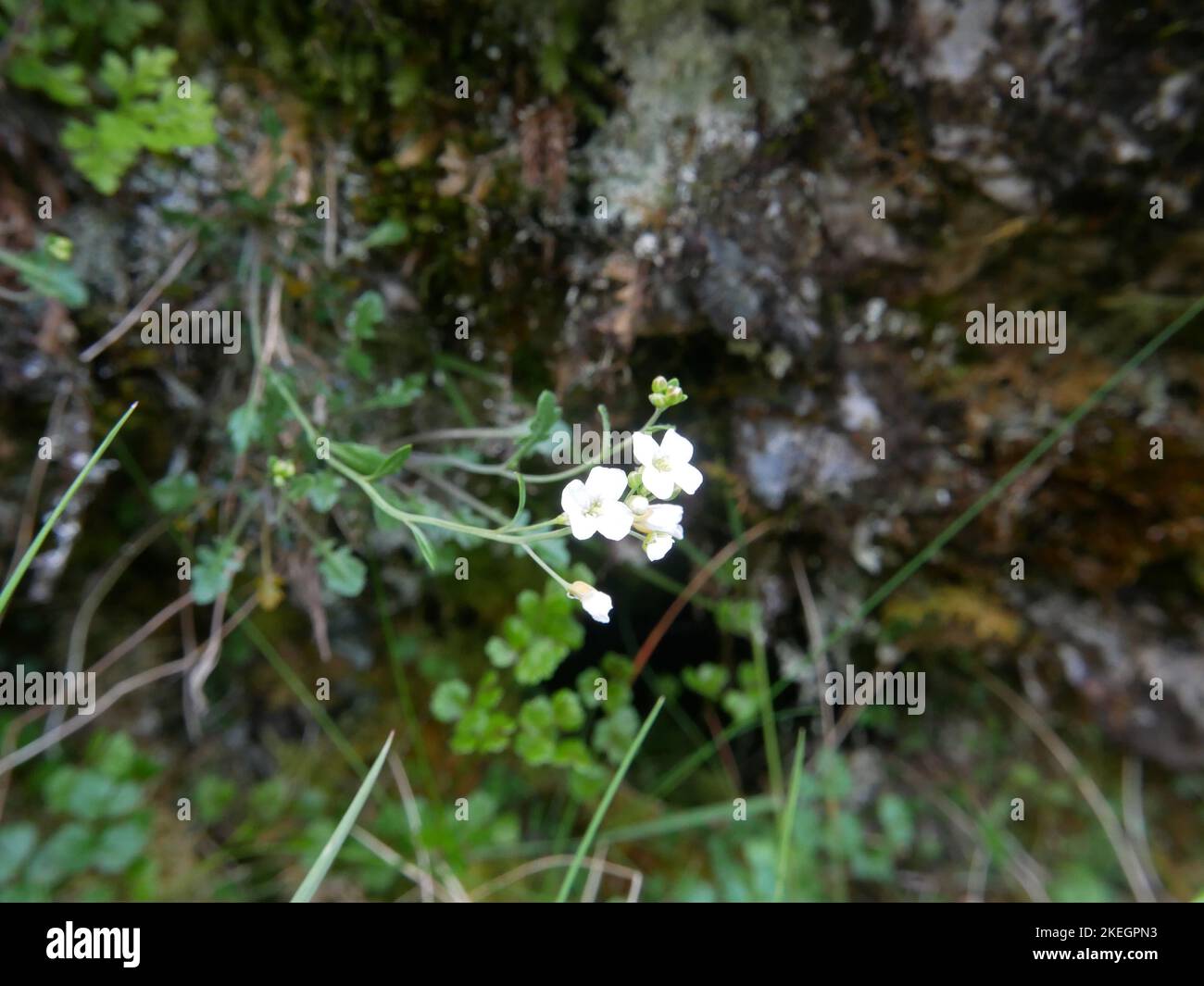 Photos of wildflowers found in the Welsh mountains of Snowdonia ...