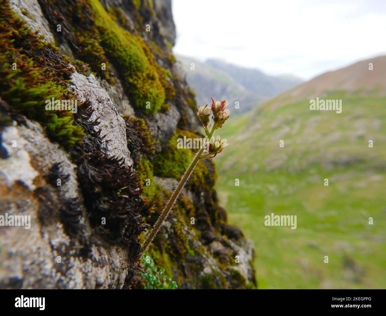 Photos of wildflowers found in the Welsh mountains of Snowdonia ...