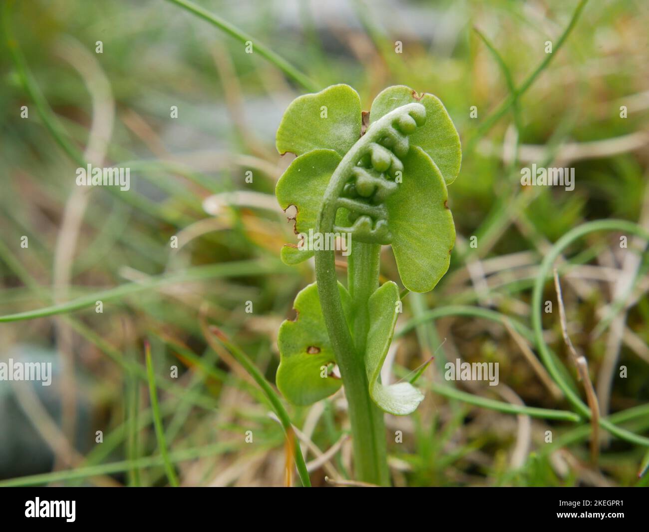 Photos of wildflowers found in the Welsh mountains of Snowdonia ...