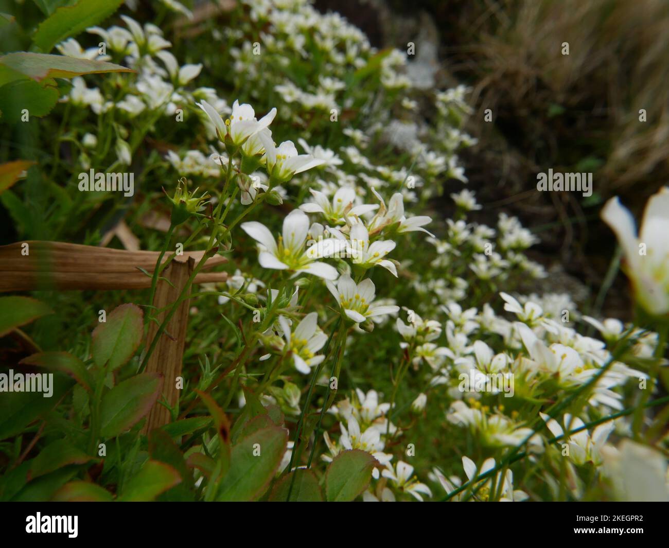 Photos of wildflowers found in the Welsh mountains of Snowdonia ...