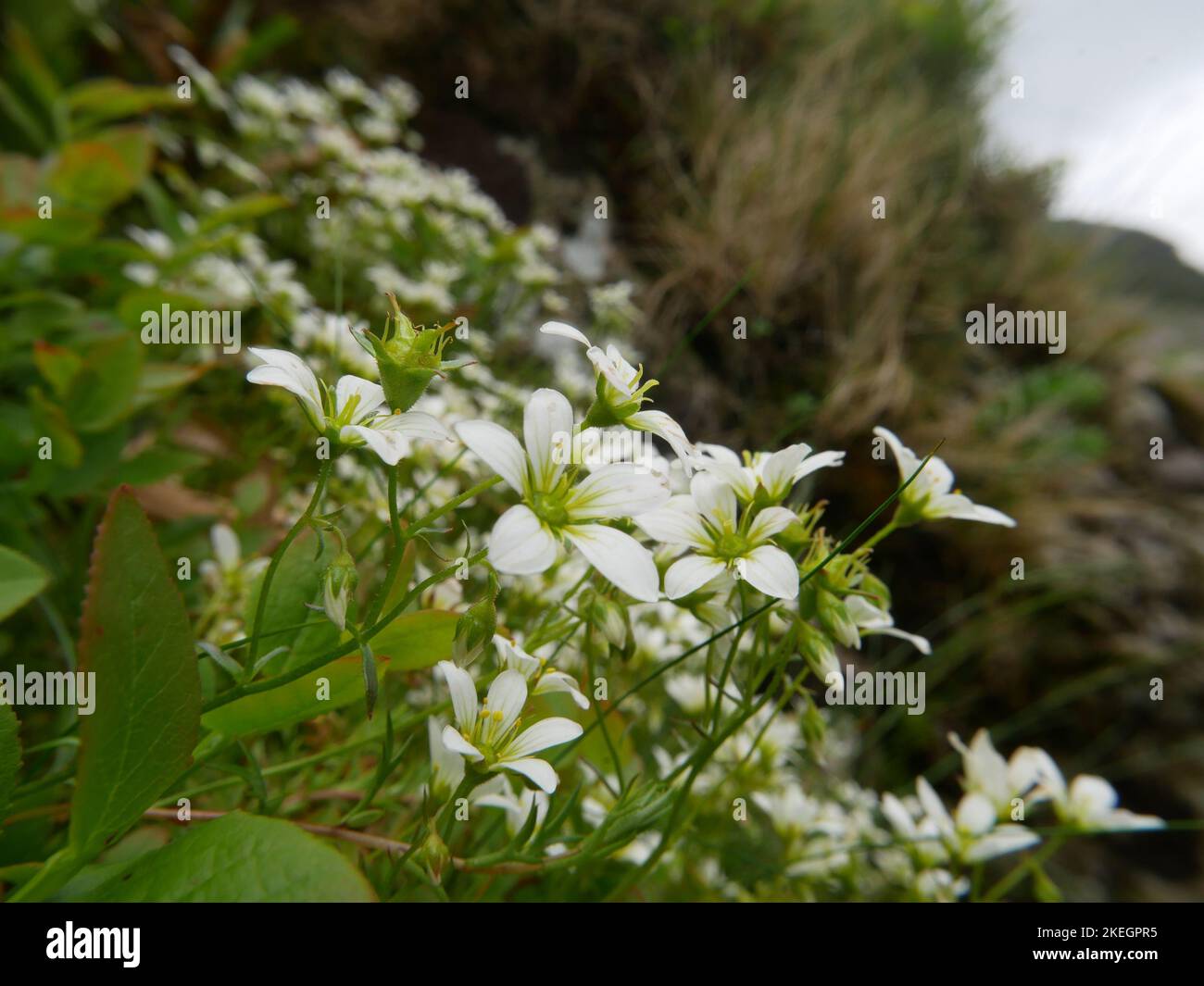 Photos of wildflowers found in the Welsh mountains of Snowdonia ...