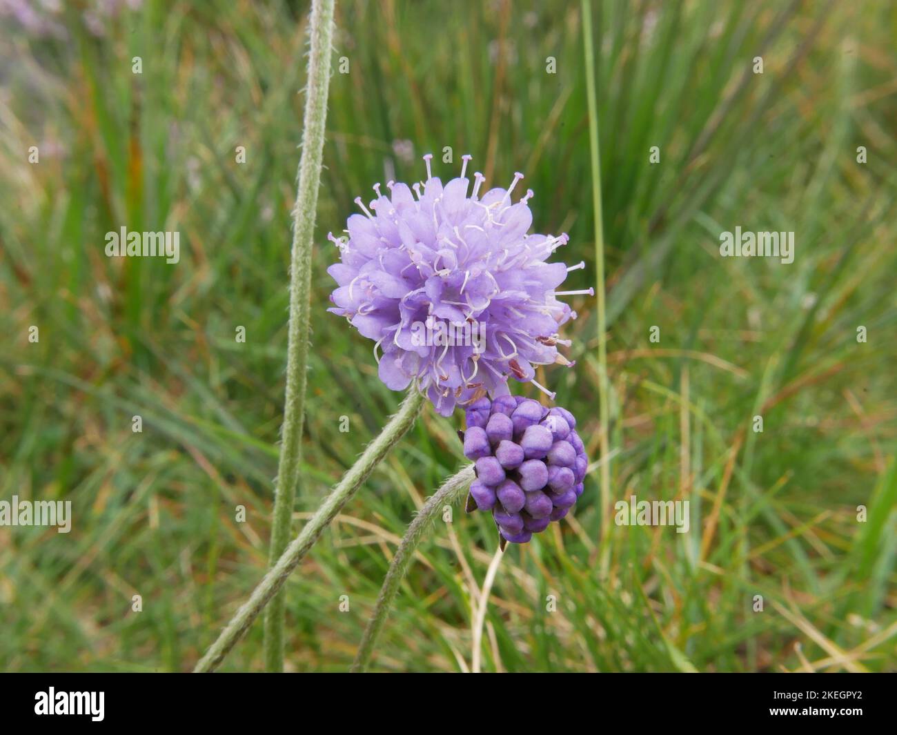 Photos of wildflowers found in the Welsh mountains of Snowdonia ...