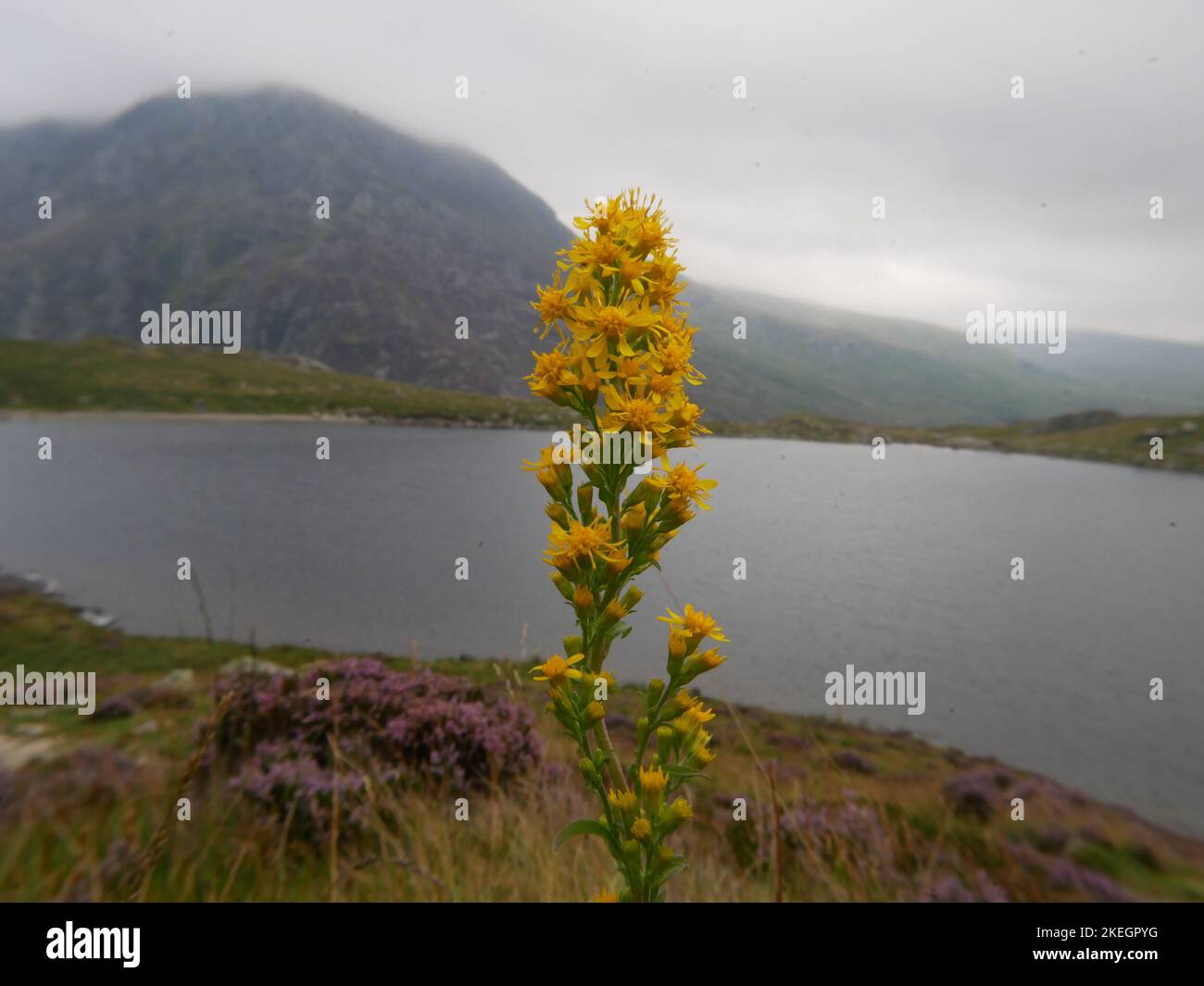 Flowers in snowdonia national park hi-res stock photography and images ...