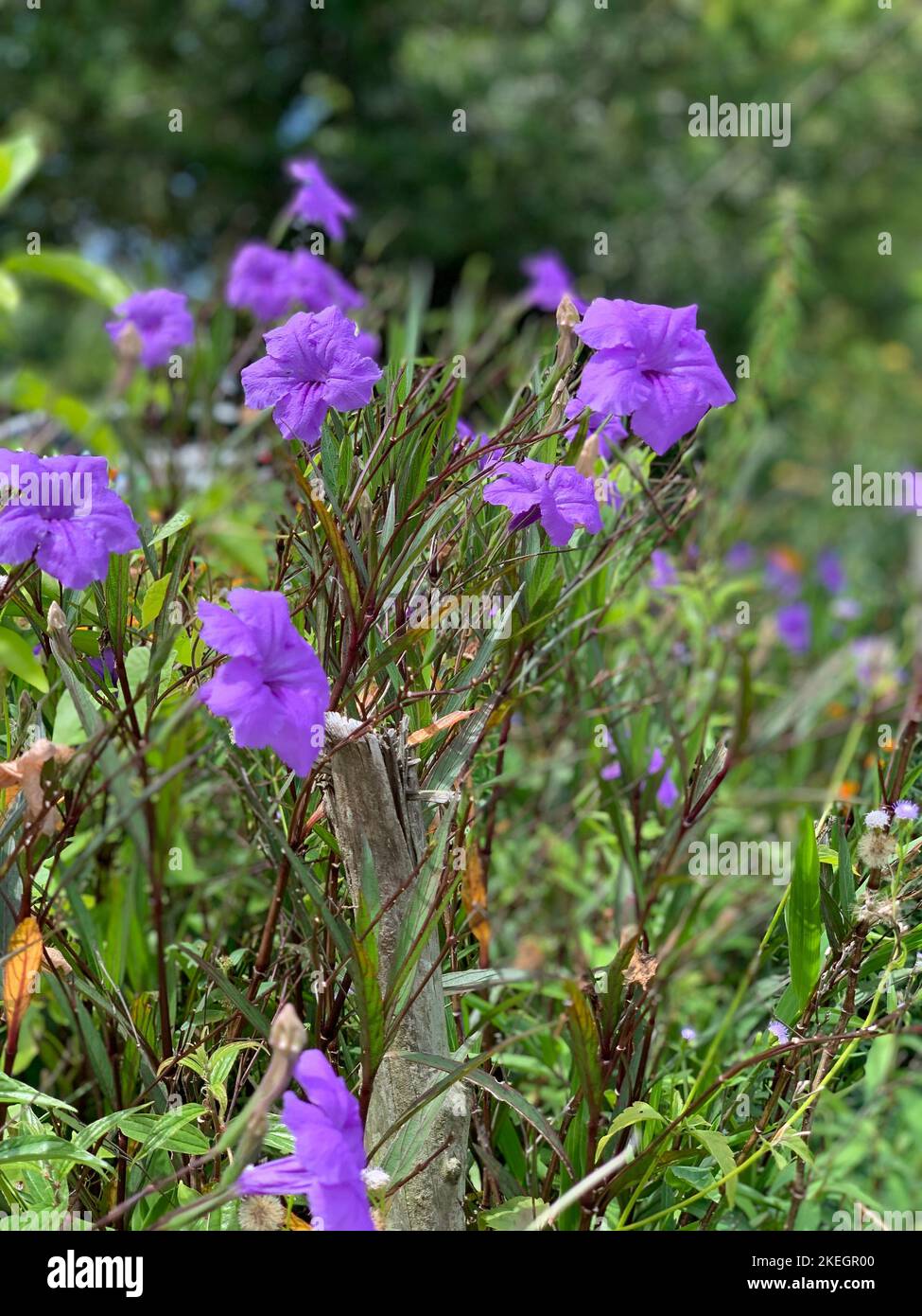A vertical shot of beautiful purple Ruellia simplex flowers (Mexican ...