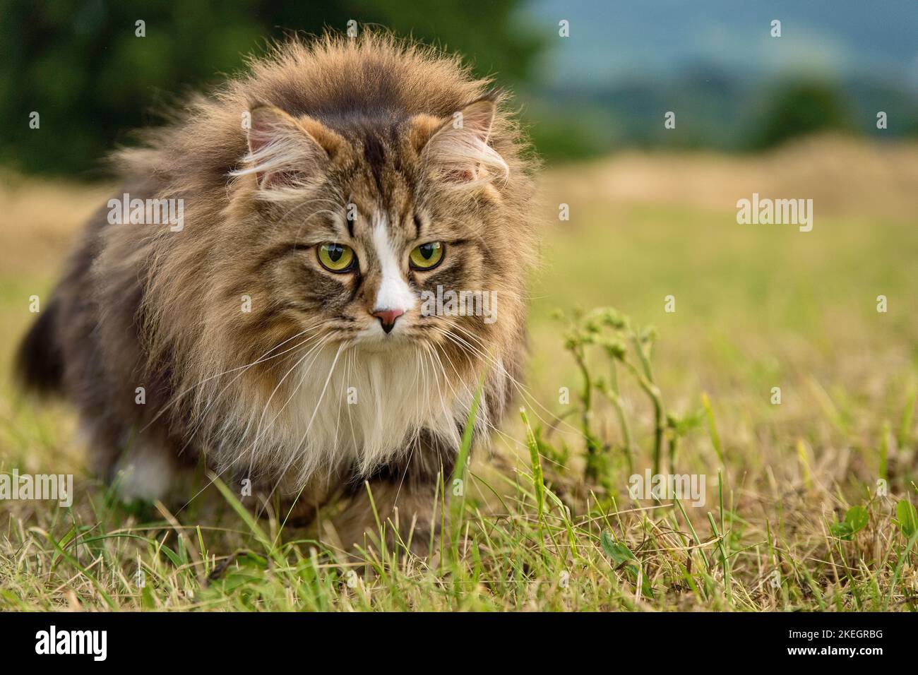 Alvin - Big Siberian cat with long hair at sunset Stock Photo - Alamy