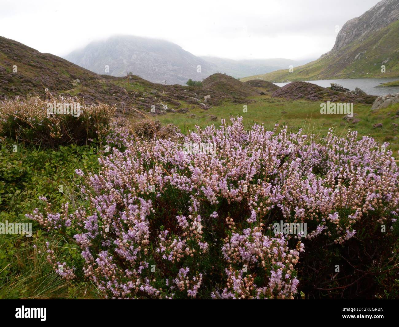 Welsh flora hi-res stock photography and images - Alamy