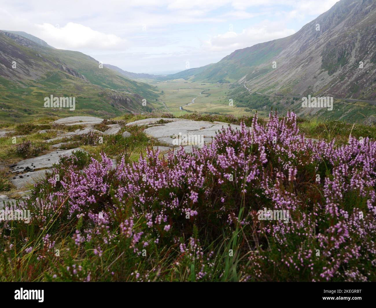 Welsh flora hi-res stock photography and images - Alamy