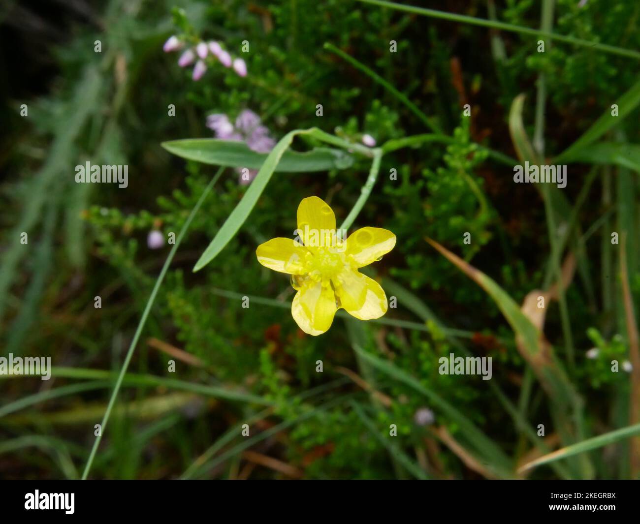 Welsh flora hi-res stock photography and images - Alamy