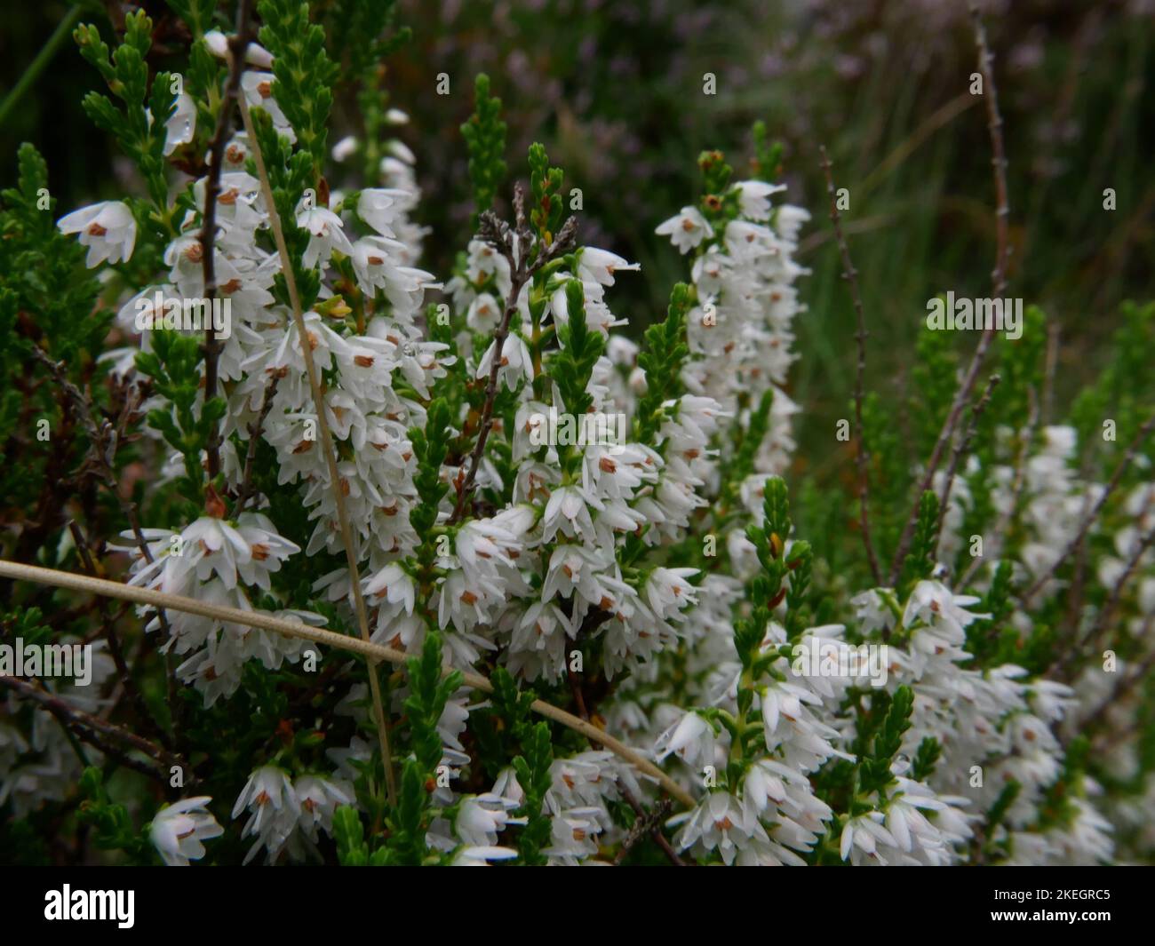 Welsh flora hi-res stock photography and images - Alamy