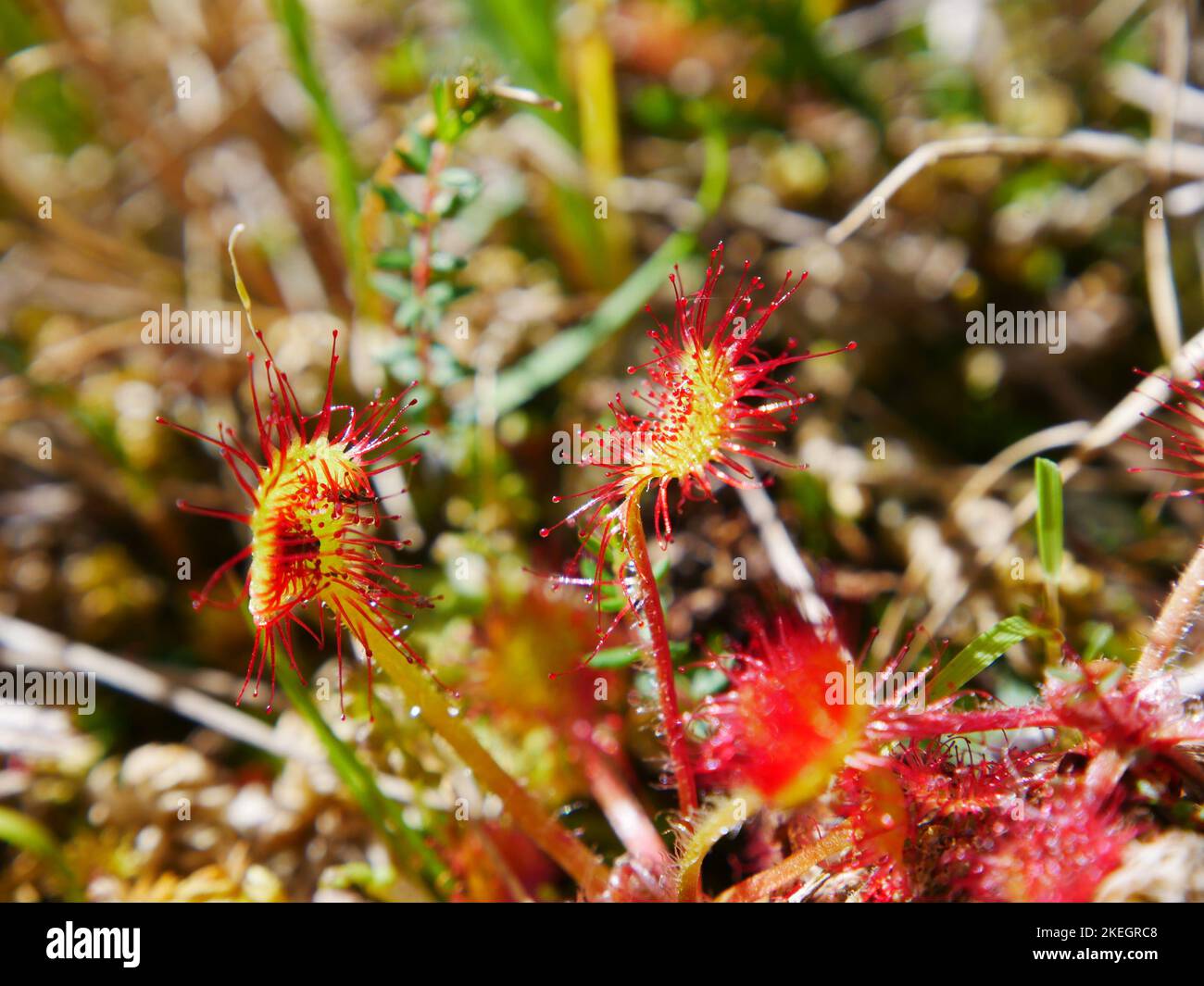 Photos of wildflowers found in the Welsh mountains of Snowdonia ...