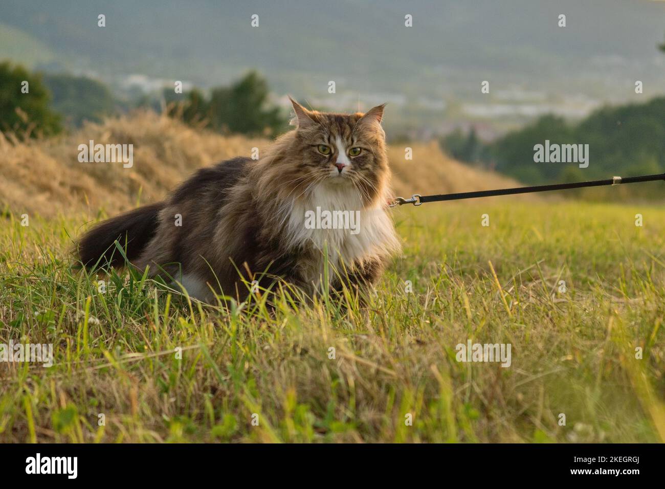 Alvin -Big Siberian cat with long hair at sunset Stock Photo - Alamy