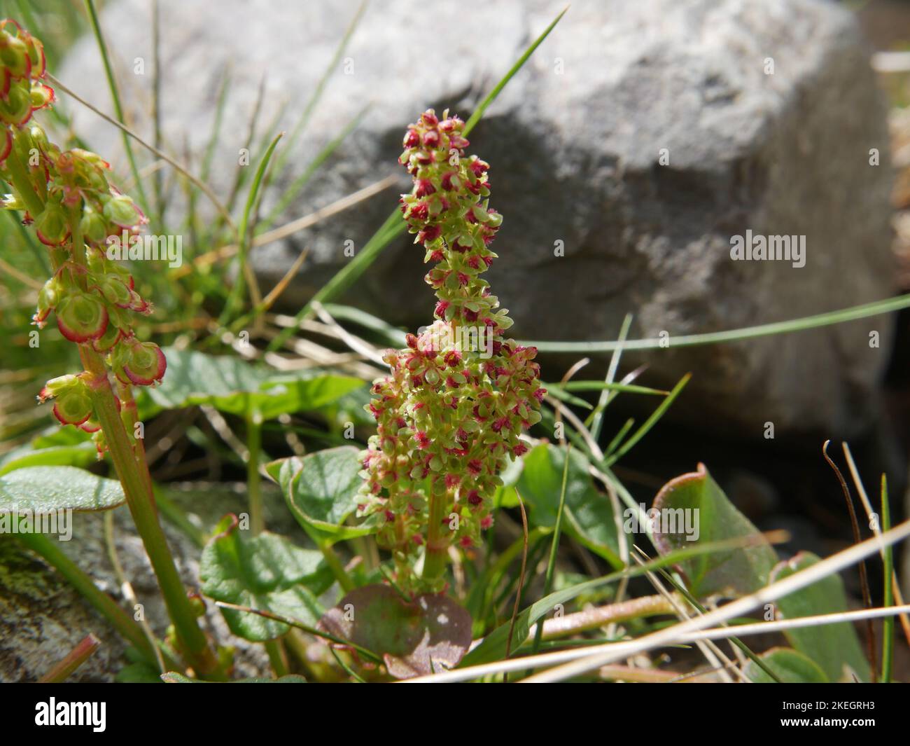 Photos of wildflowers found in the Welsh mountains of Snowdonia ...
