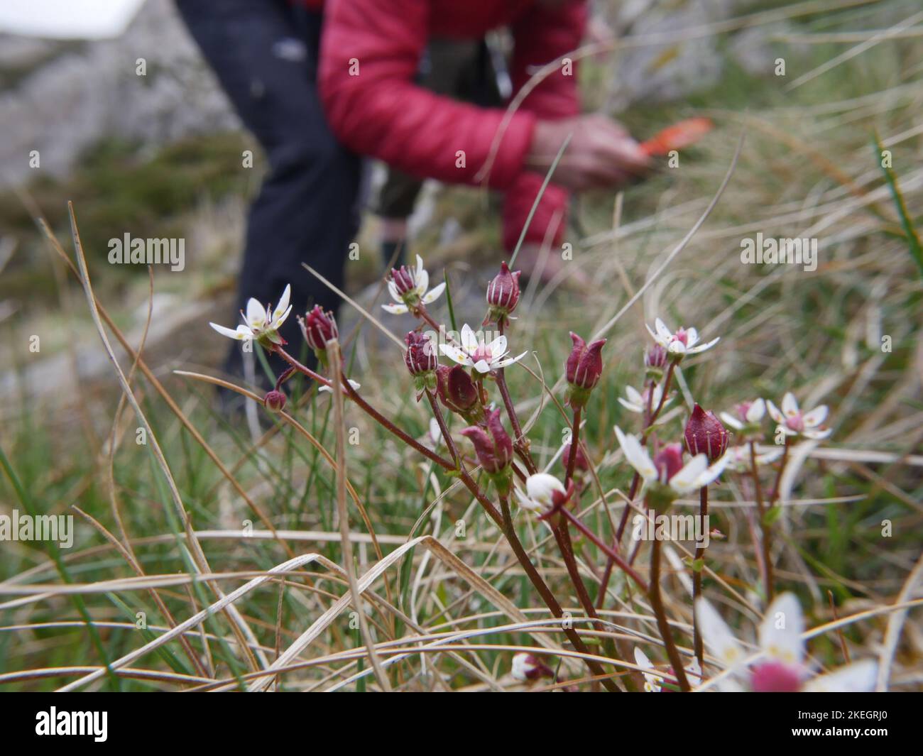 Photos of wildflowers found in the Welsh mountains of Snowdonia ...