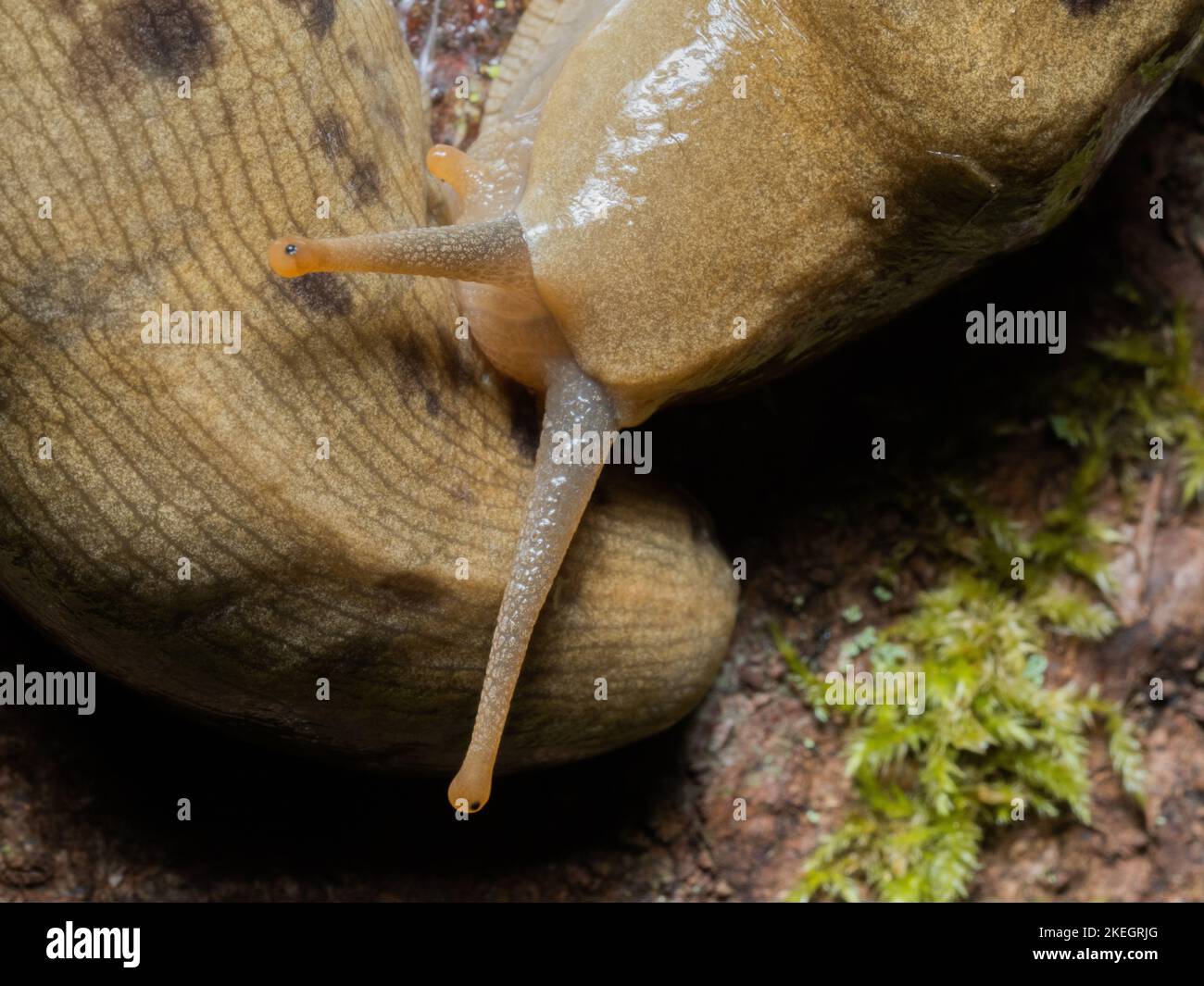 The top macro view of a beige slug curved on the ground Stock Photo - Alamy