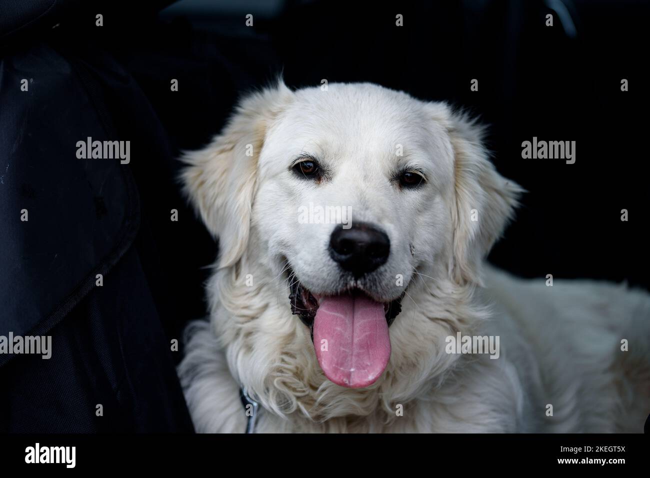 Brown and white mix breed hi-res stock photography and images - Alamy