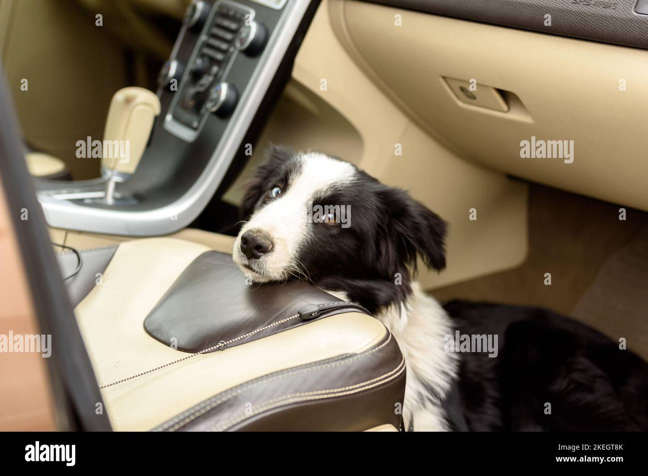 Border collie in car hi-res stock photography and images - Alamy