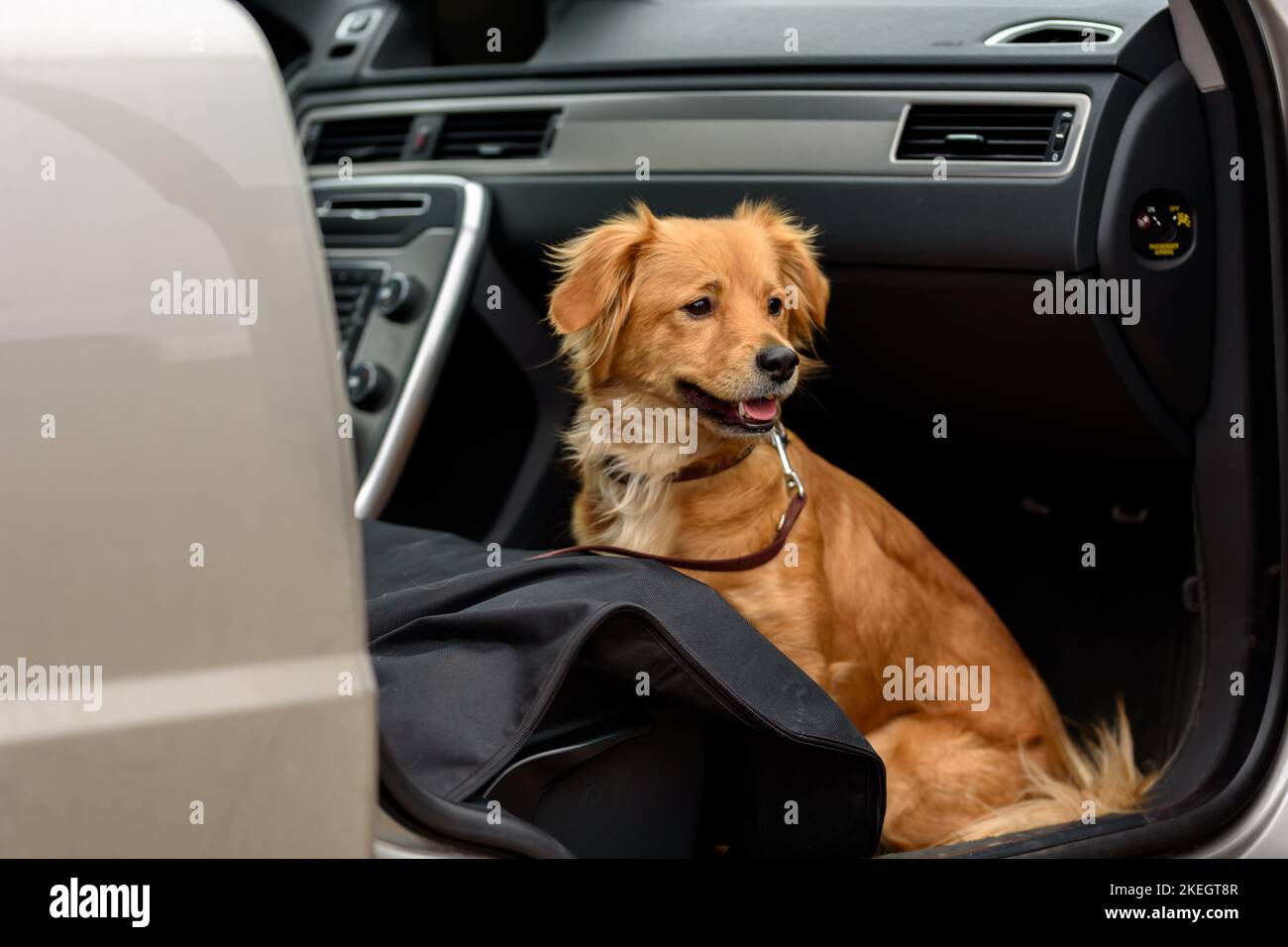 Canine training hi-res stock photography and images - Alamy
