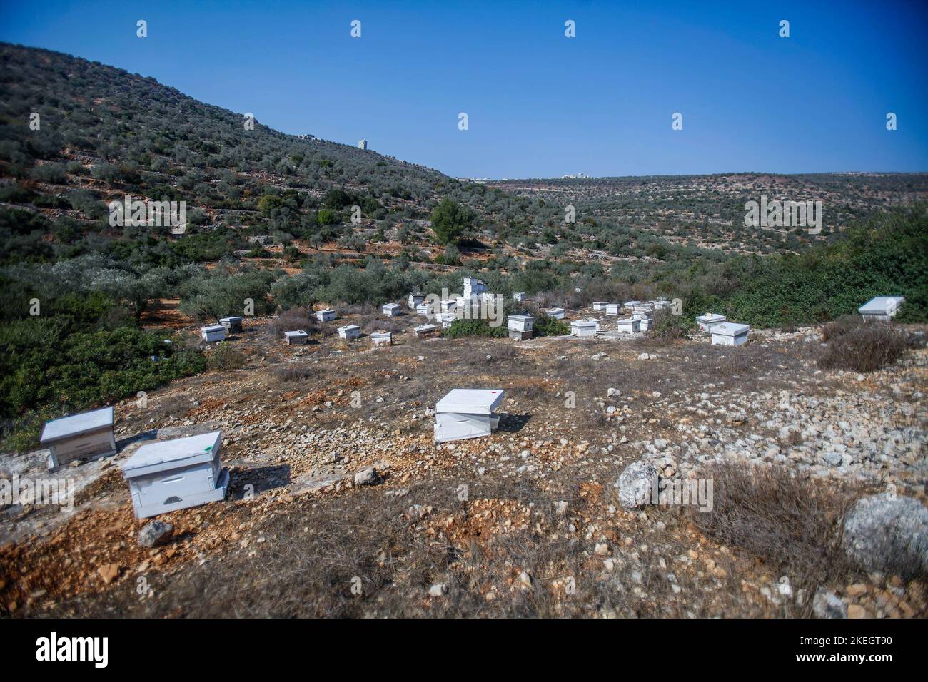Salfit, Palestine. 12th Nov, 2022. Bee keeping among the olive trees in ...