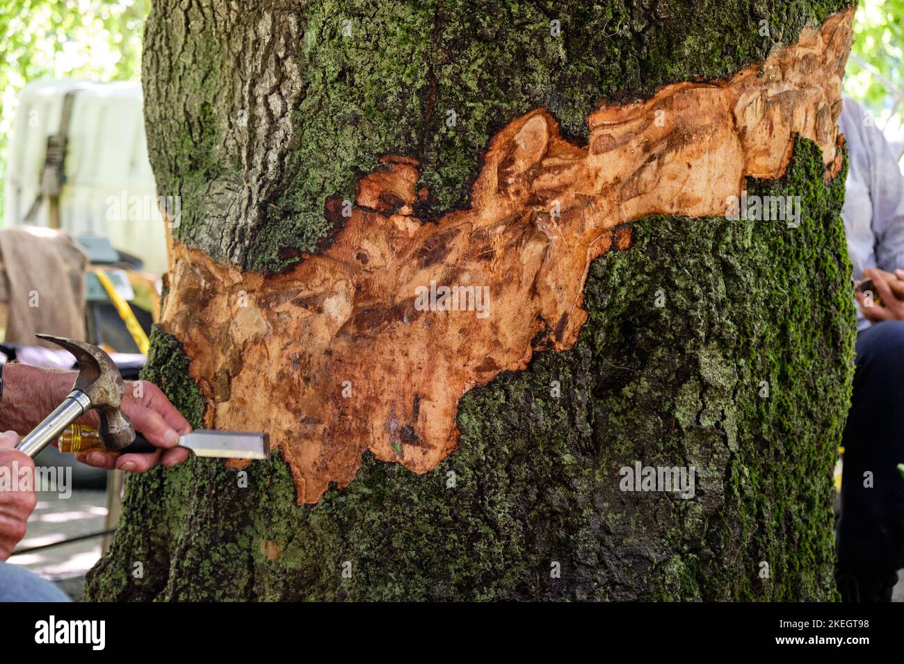 expert cleaning out wound of a birch tree following a girdling attacked ...