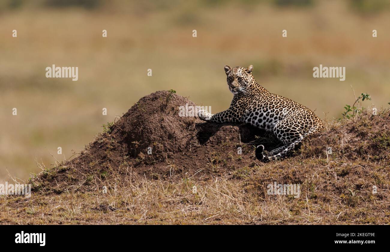 Safari camera mount hi-res stock photography and images - Alamy