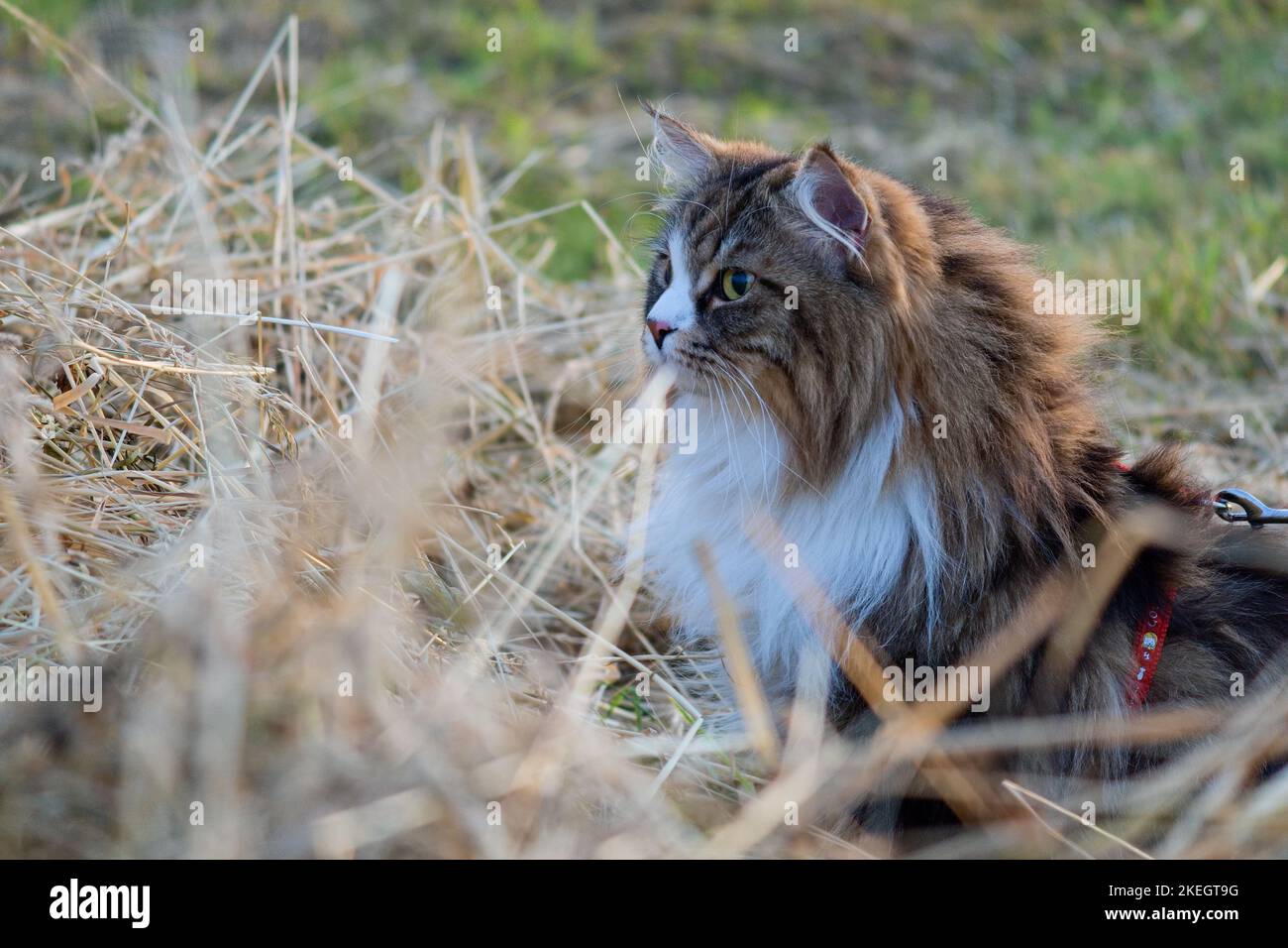 Alvin - Big Siberian cat with long hair at sunset Stock Photo - Alamy