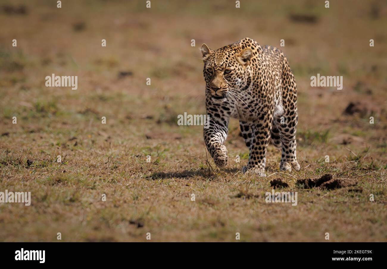 A leopard on safari in Africa Stock Photo - Alamy