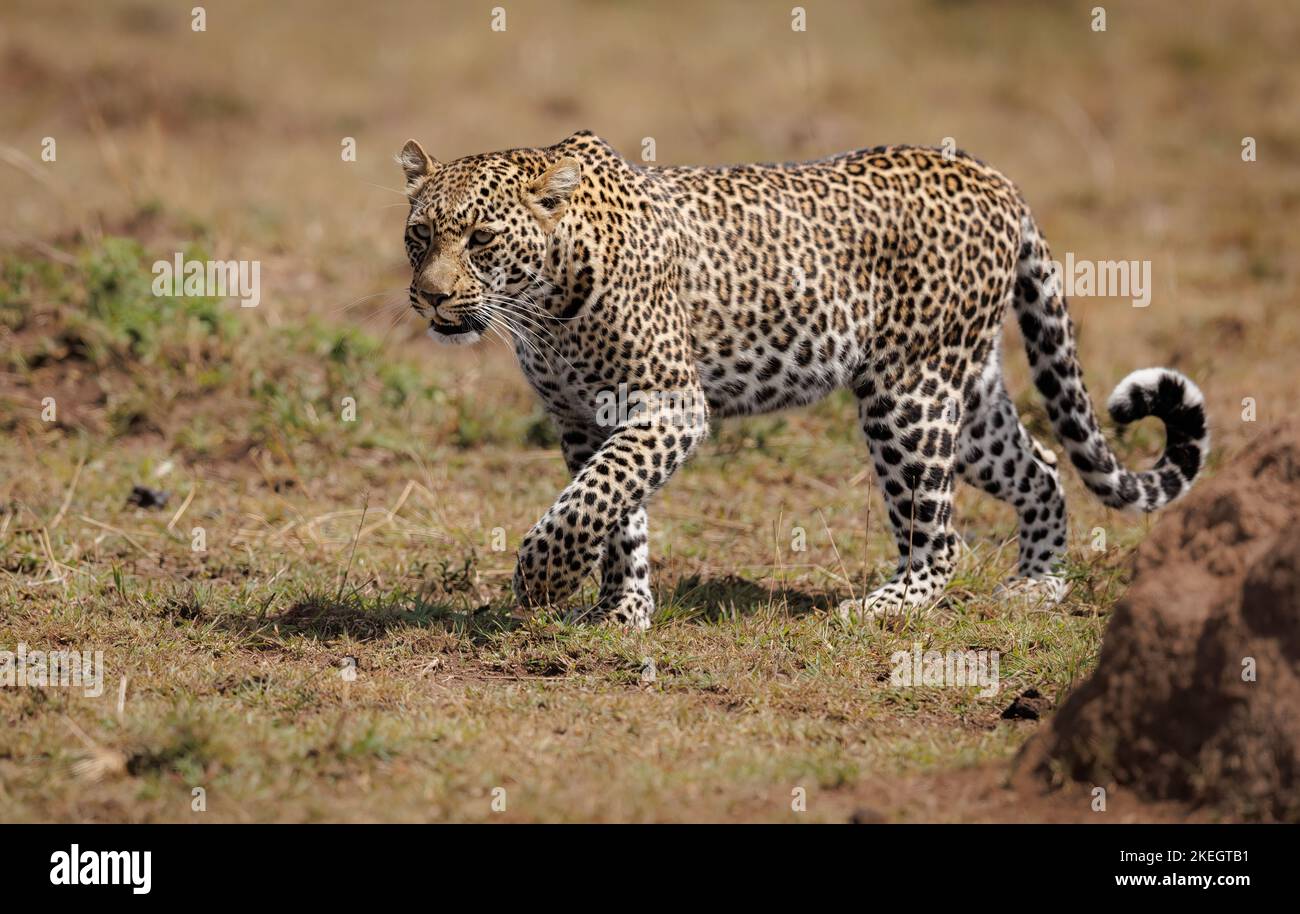 Safari camera mount hi-res stock photography and images - Alamy