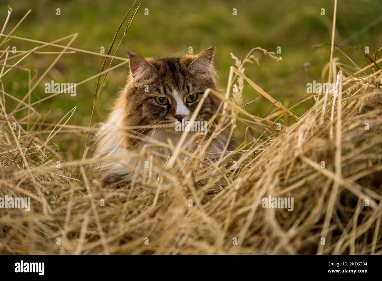 Alvin - Big Siberian cat with long hair at sunset Stock Photo - Alamy