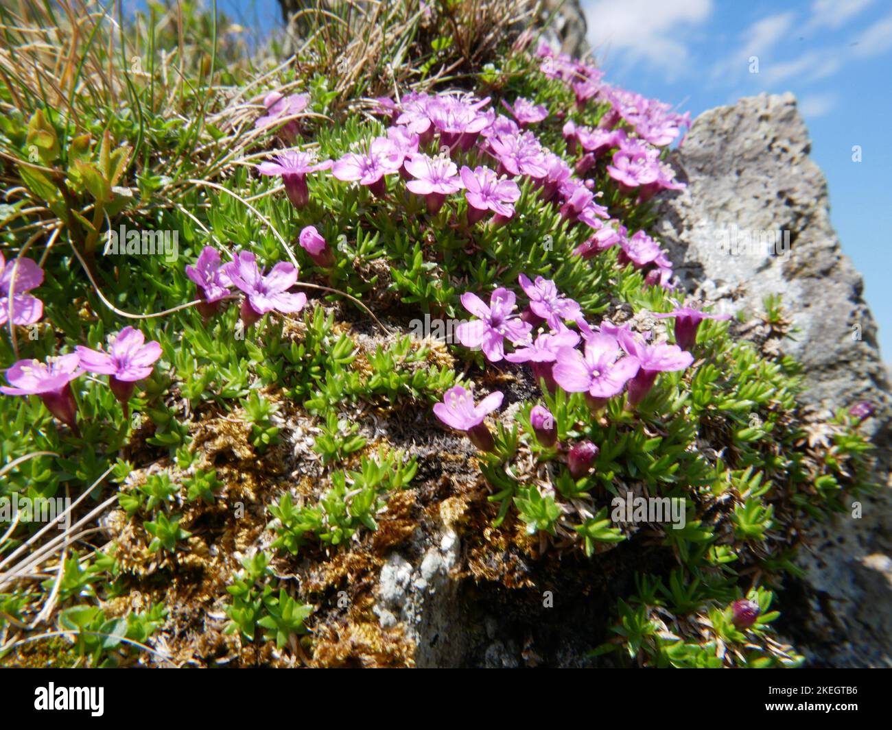 Photos of wildflowers found in the Welsh mountains of Snowdonia ...